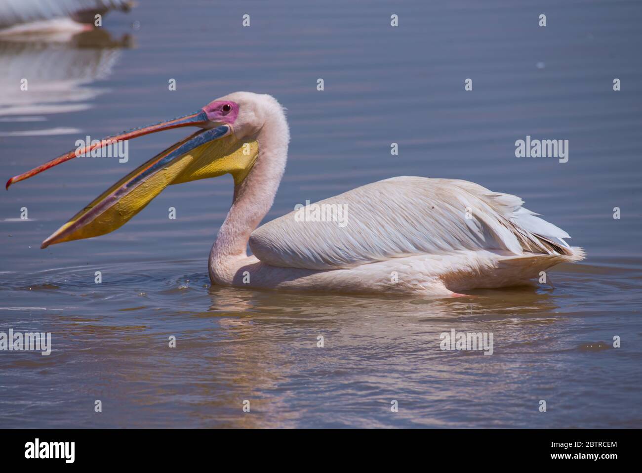 Great white pelicans from Lake Naivasha Stock Photo - Alamy