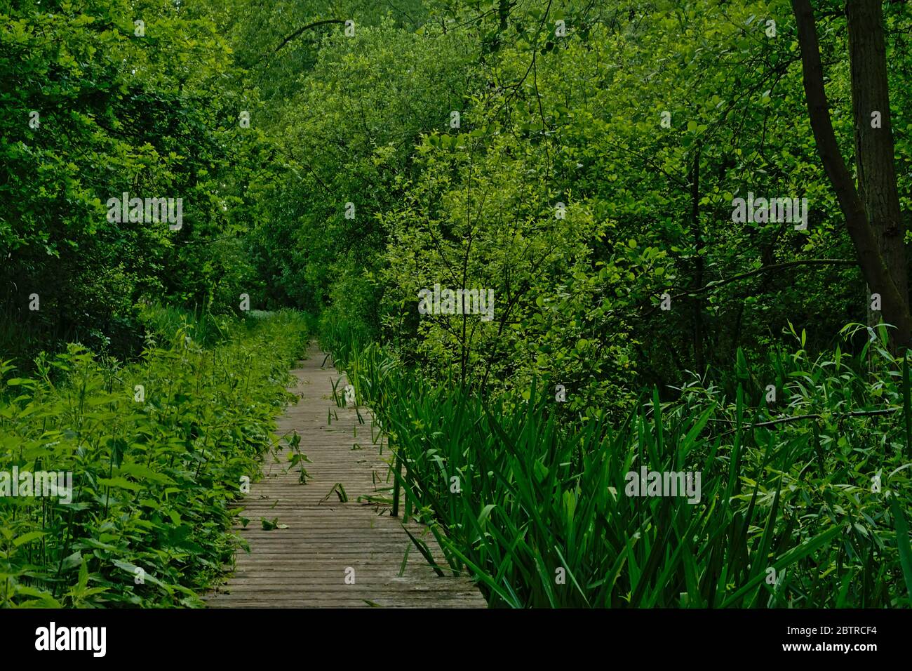 Wood walkway through a dense spring forest wilderness wth trees, shrubs ...