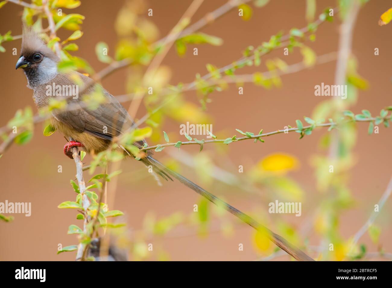 African Speckled Mousebird or Colius striatus Amboseli Kenya Stock ...