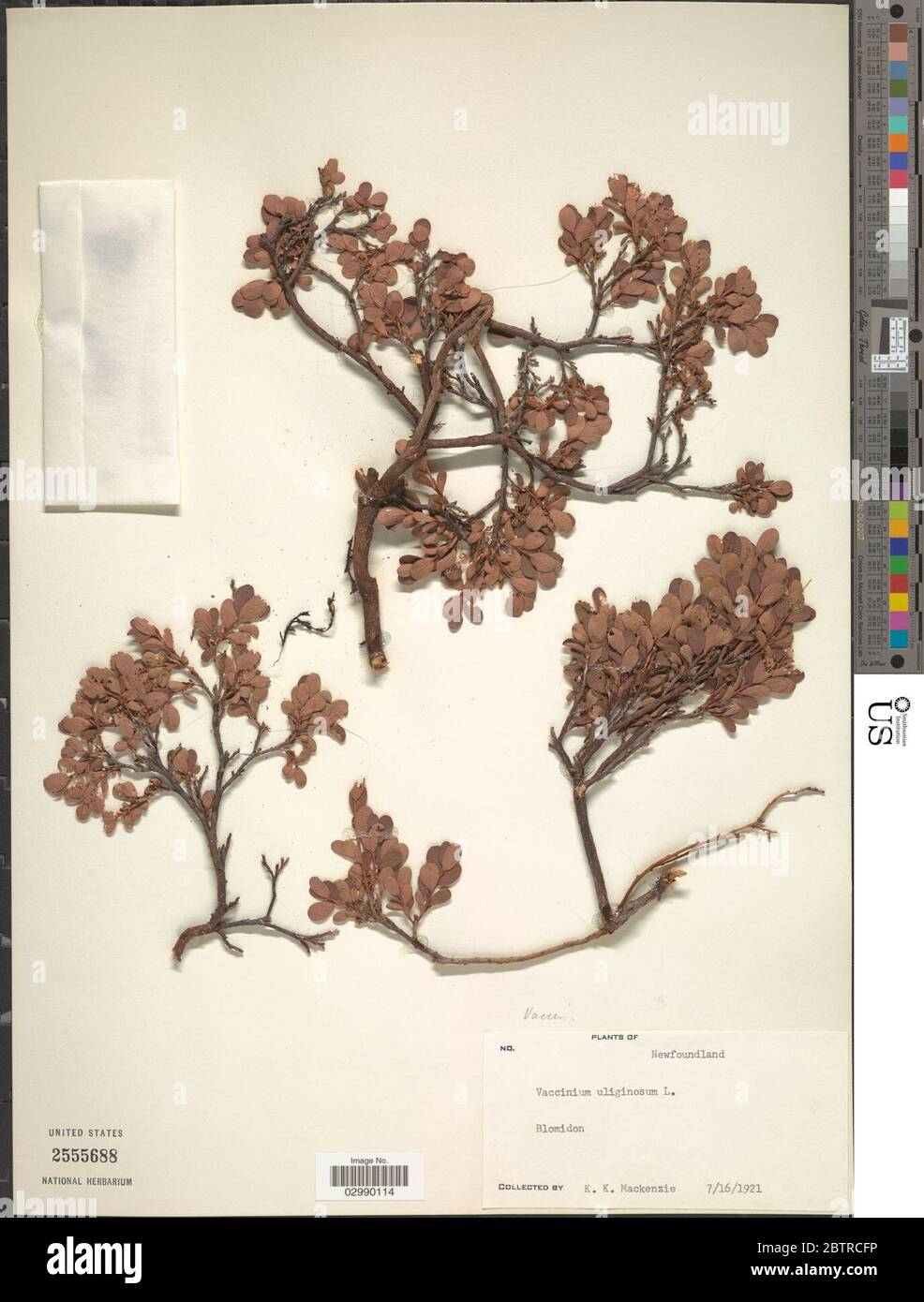 Vaccinium uliginosum L Stock Photo - Alamy