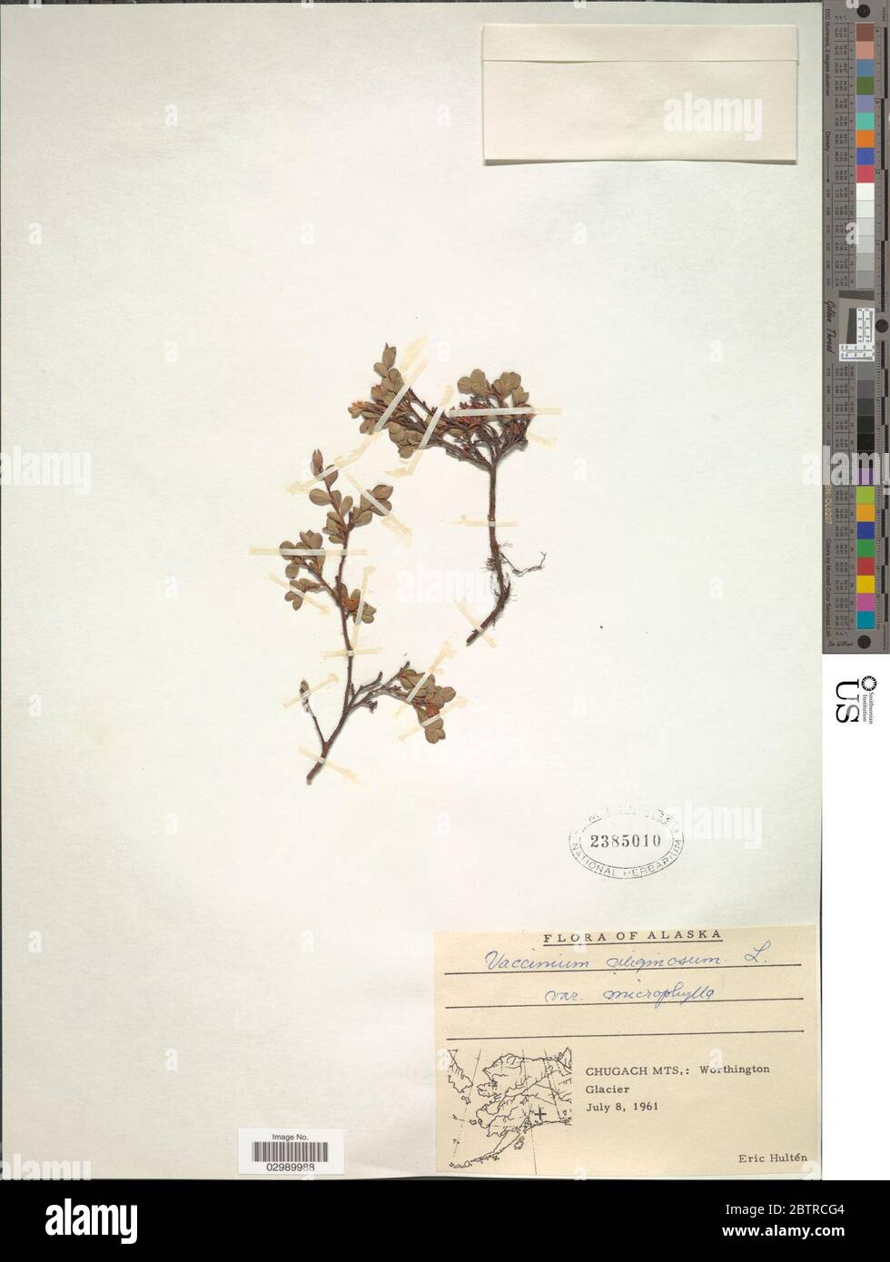 Vaccinium uliginosum L Stock Photo - Alamy