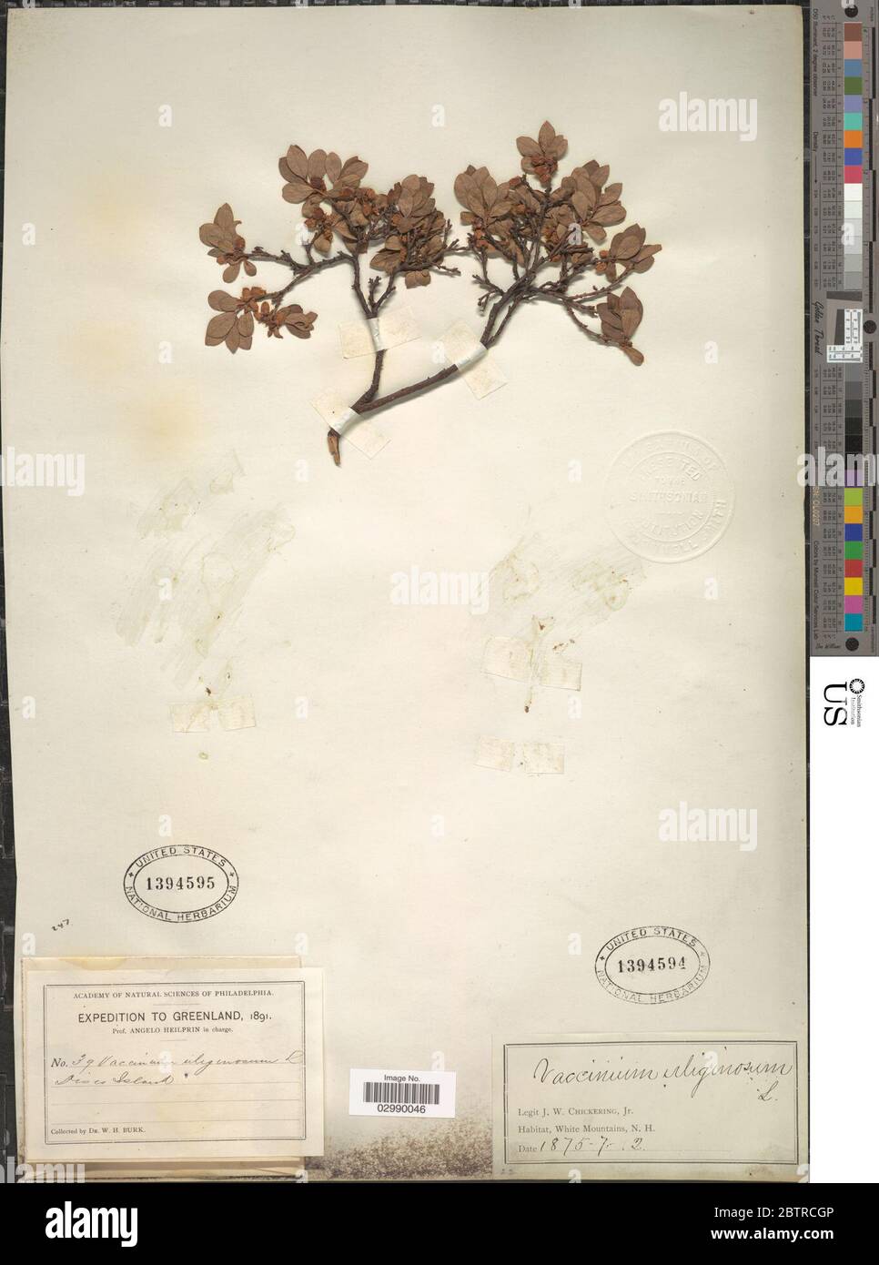Vaccinium uliginosum L Stock Photo - Alamy