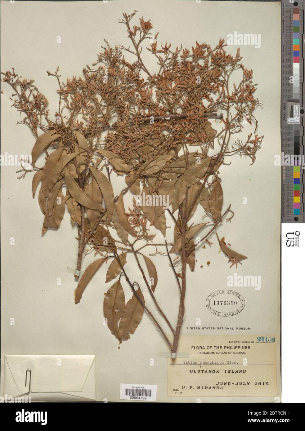 Vatica mangachapoi Blanco Stock Photo - Alamy