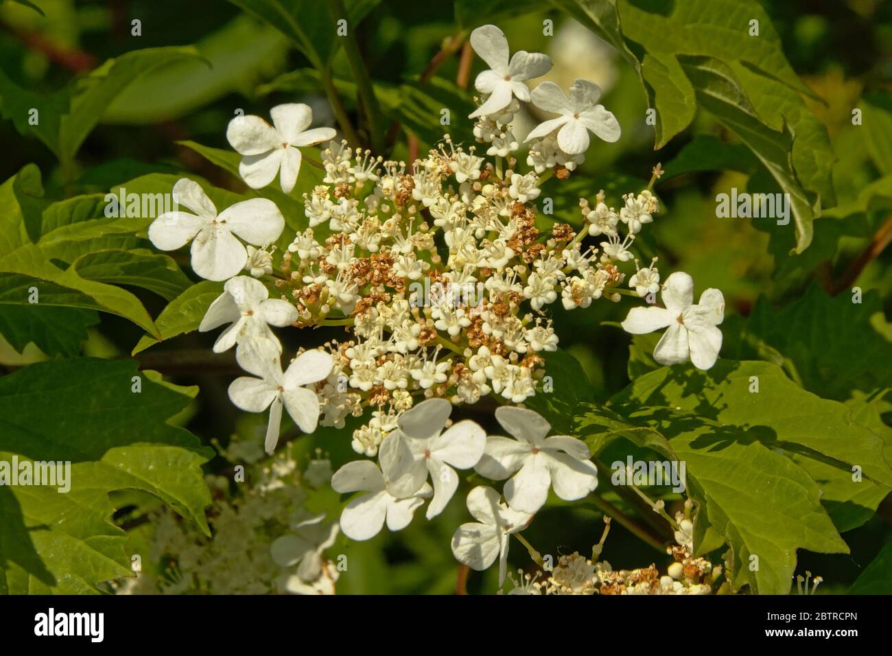 Cluster of white black haw flowers, selective focus - Viburnum ...