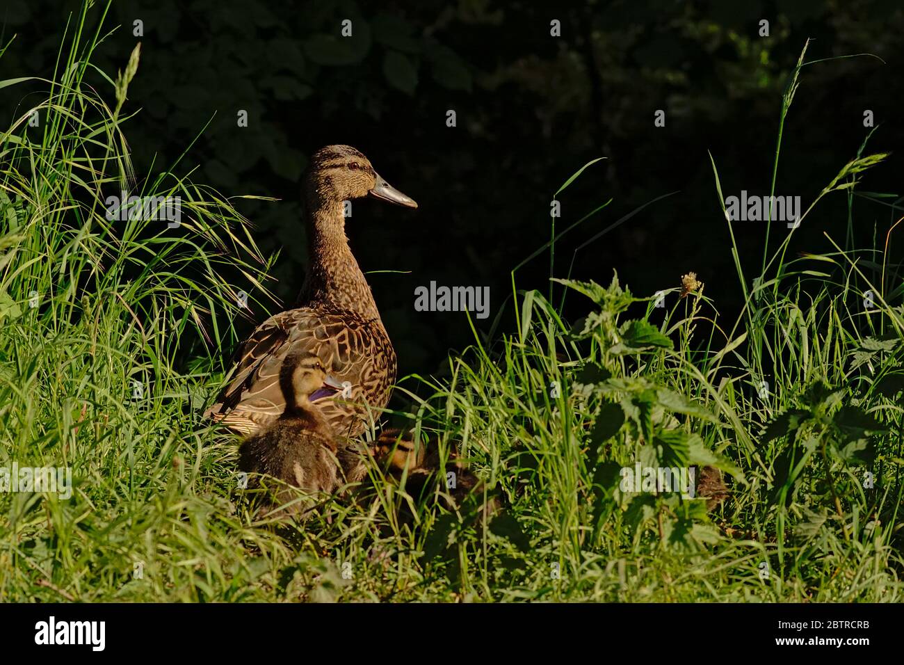 Children ducklings hi-res stock photography and images - Alamy