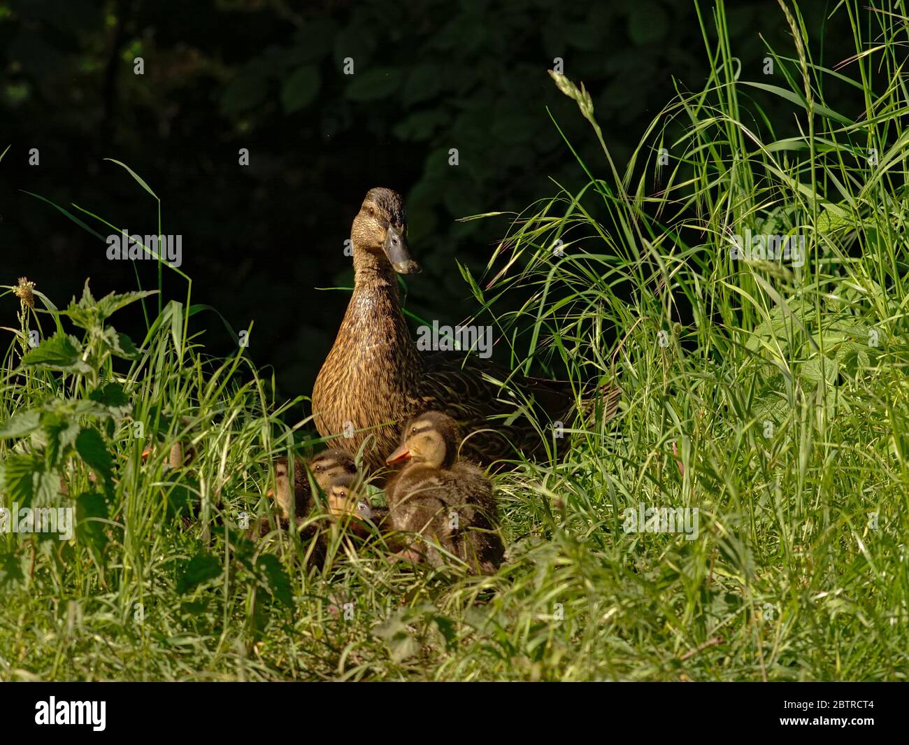 Light brown duck mom with ducklings hiding in sunny high grass Stock ...