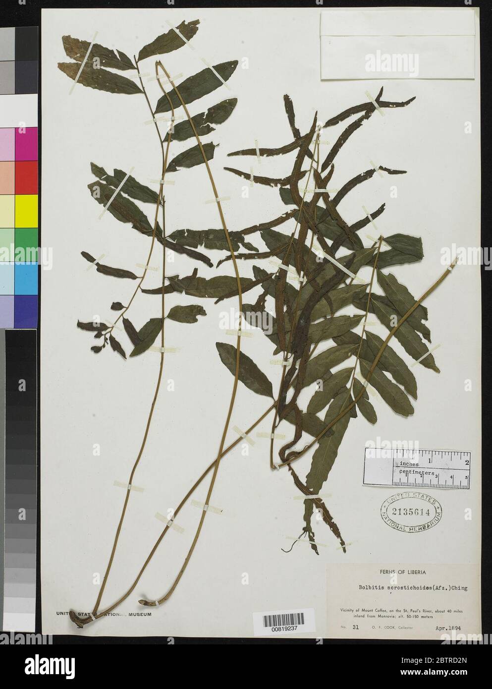 Bolbitis acrostichoides Hook Ching Stock Photo - Alamy