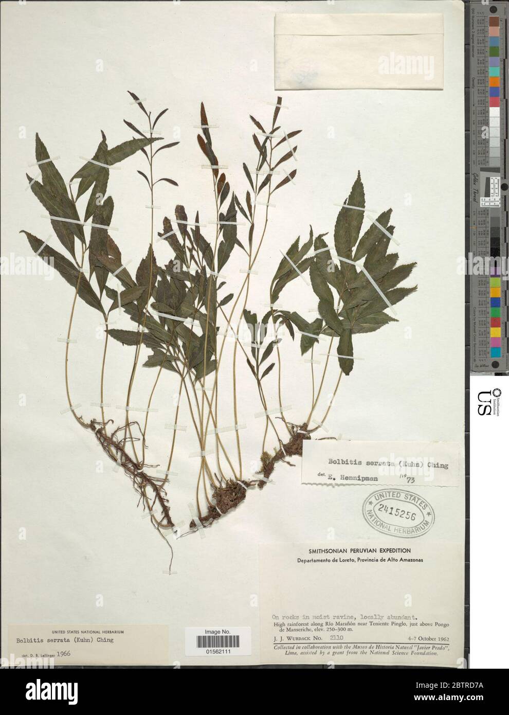 Bolbitis hi-res stock photography and images - Alamy