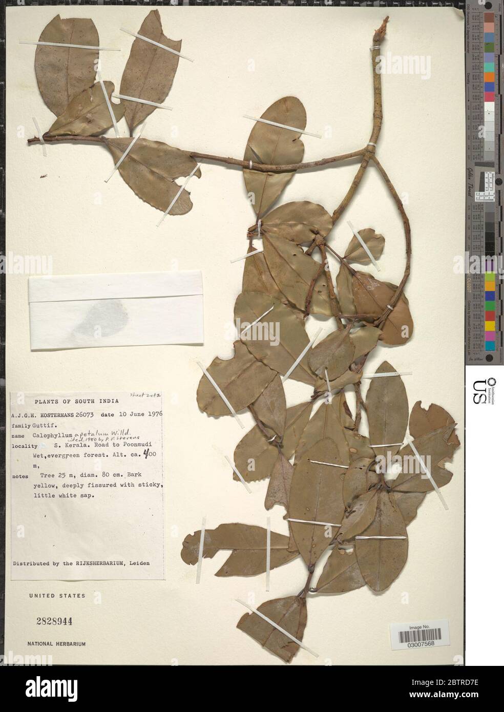 Calophyllum apetalum sensu Blanco non Willd Stock Photo - Alamy