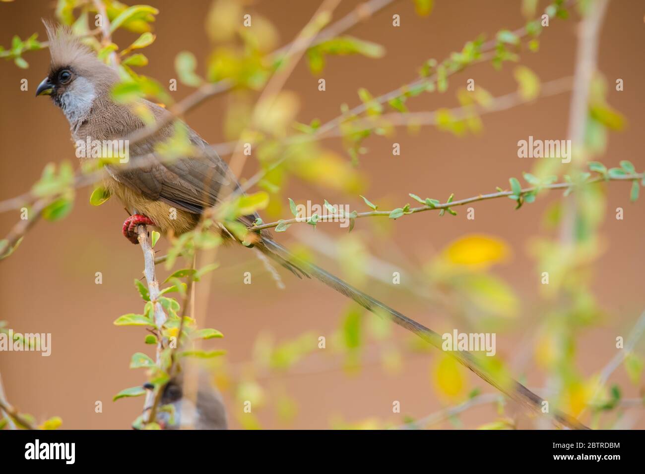 African Speckled Mousebird or Colius striatus Amboseli Kenya Stock ...