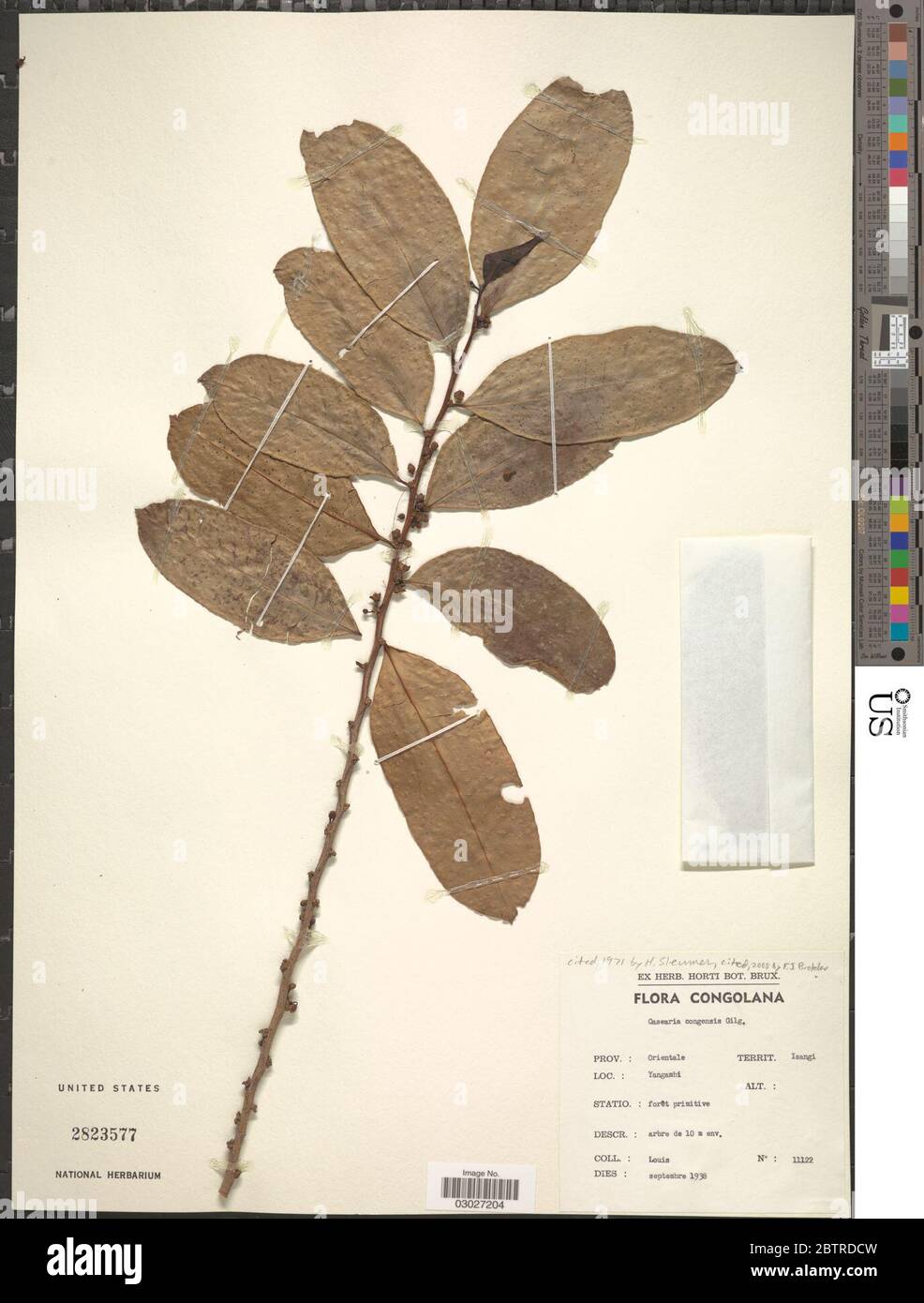 Congensis hi-res stock photography and images - Alamy