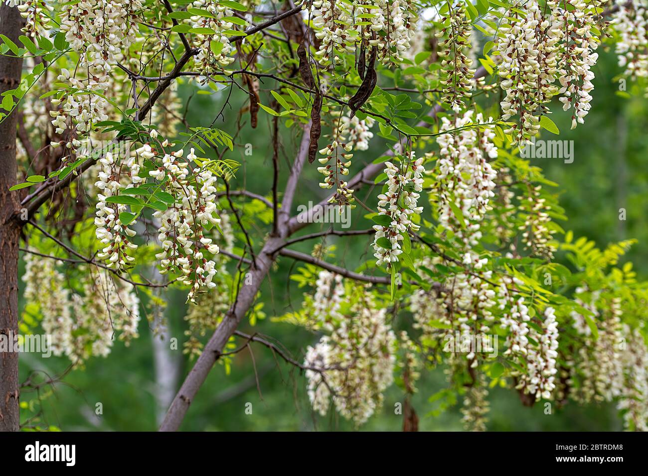 Beautiful acacia tree at the mountain Stock Photo - Alamy