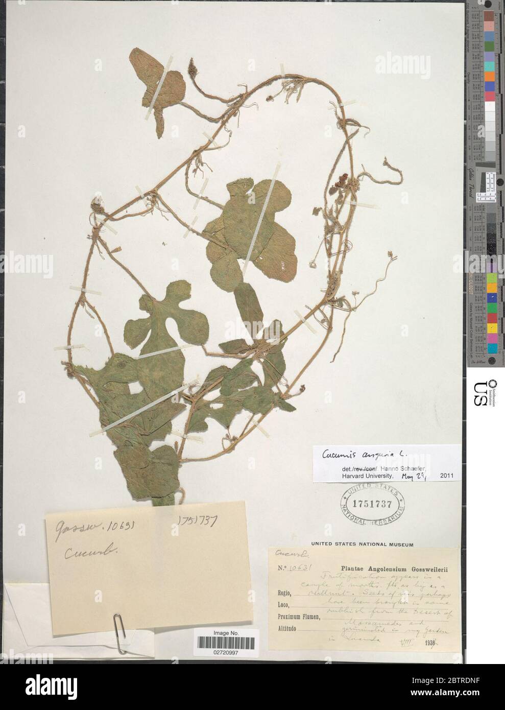 Cucumis anguria hi-res stock photography and images - Alamy