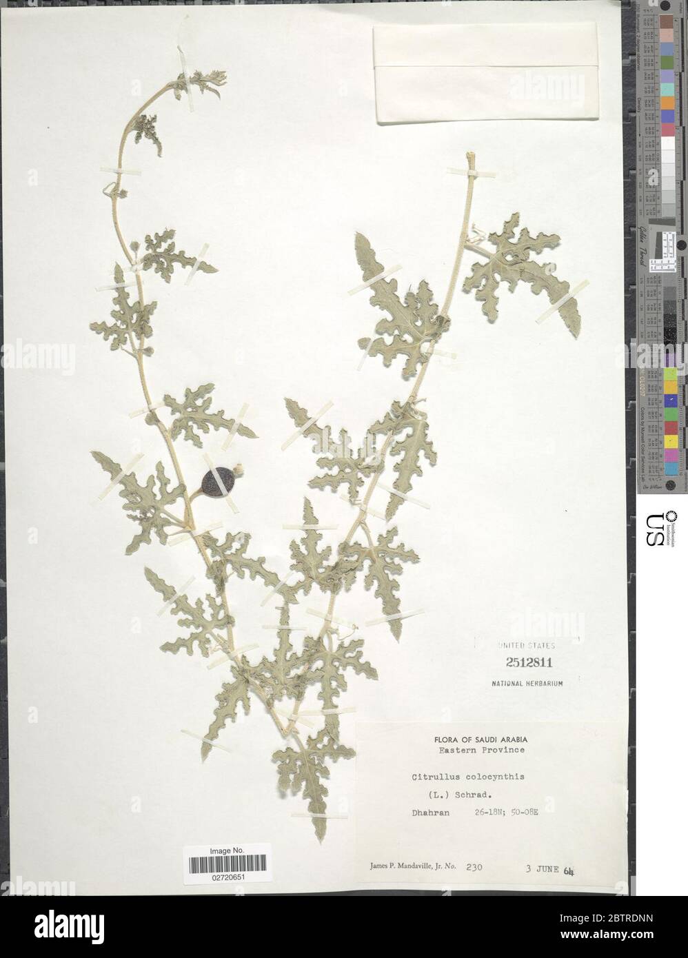 Colocynthis hi-res stock photography and images - Alamy