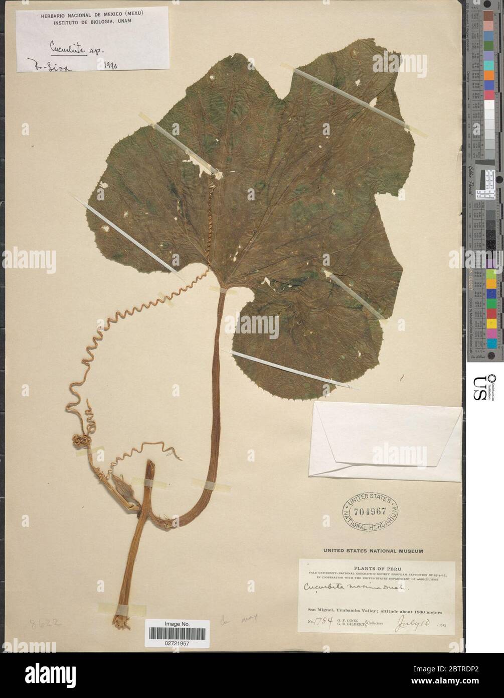 Cucurbita sp hi-res stock photography and images - Alamy