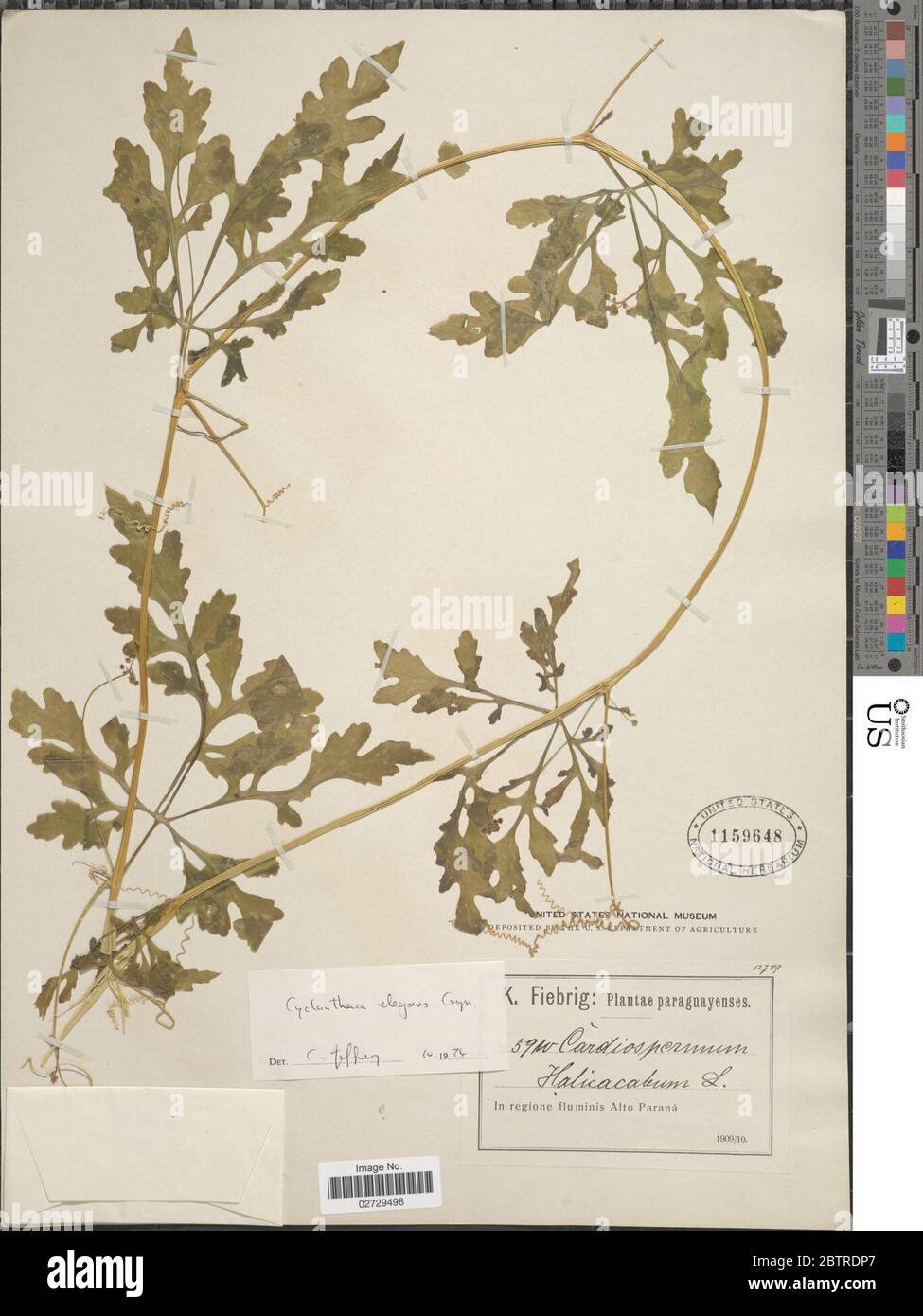 Cyclanthera elegans Cogn Stock Photo - Alamy