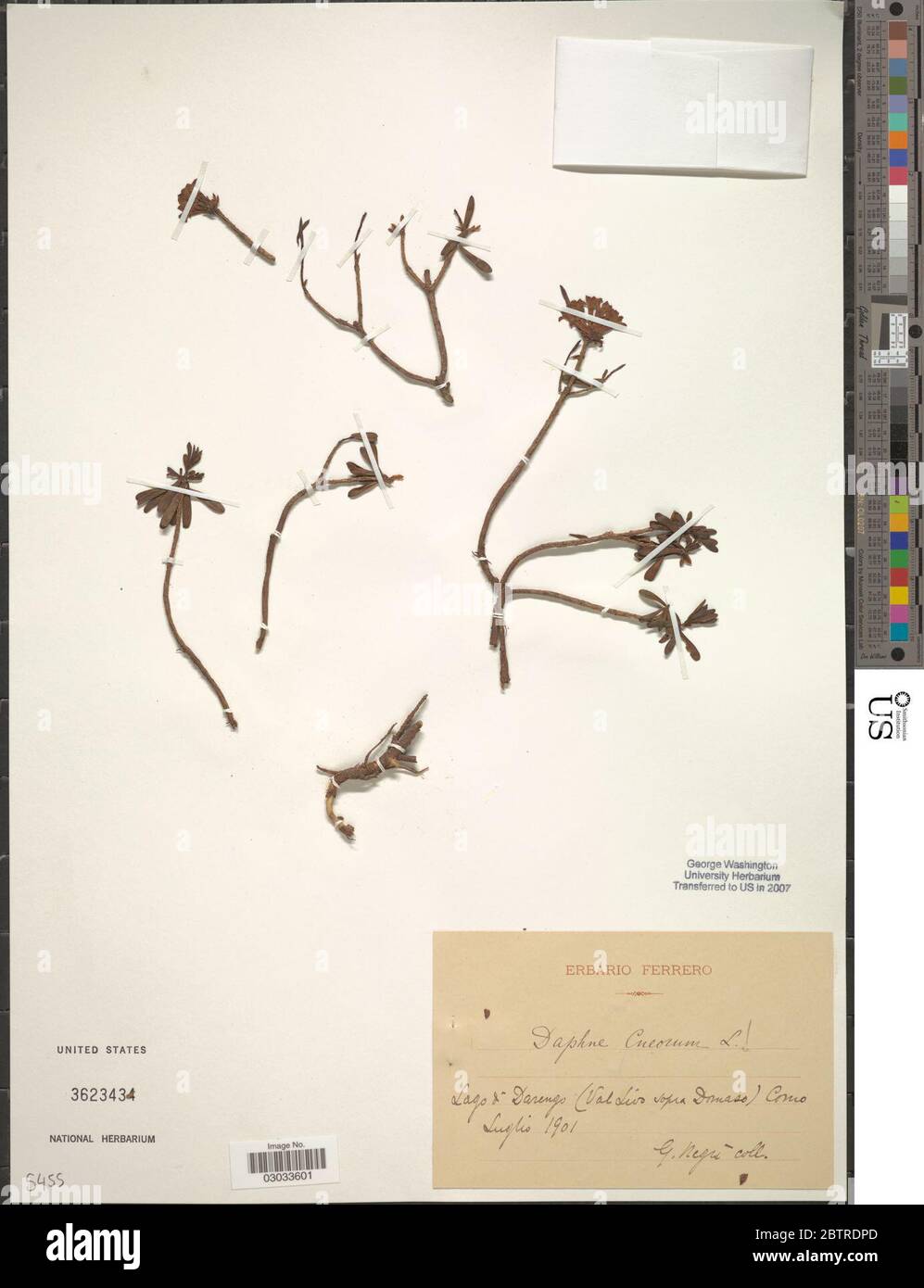 Native daphne hi-res stock photography and images - Alamy