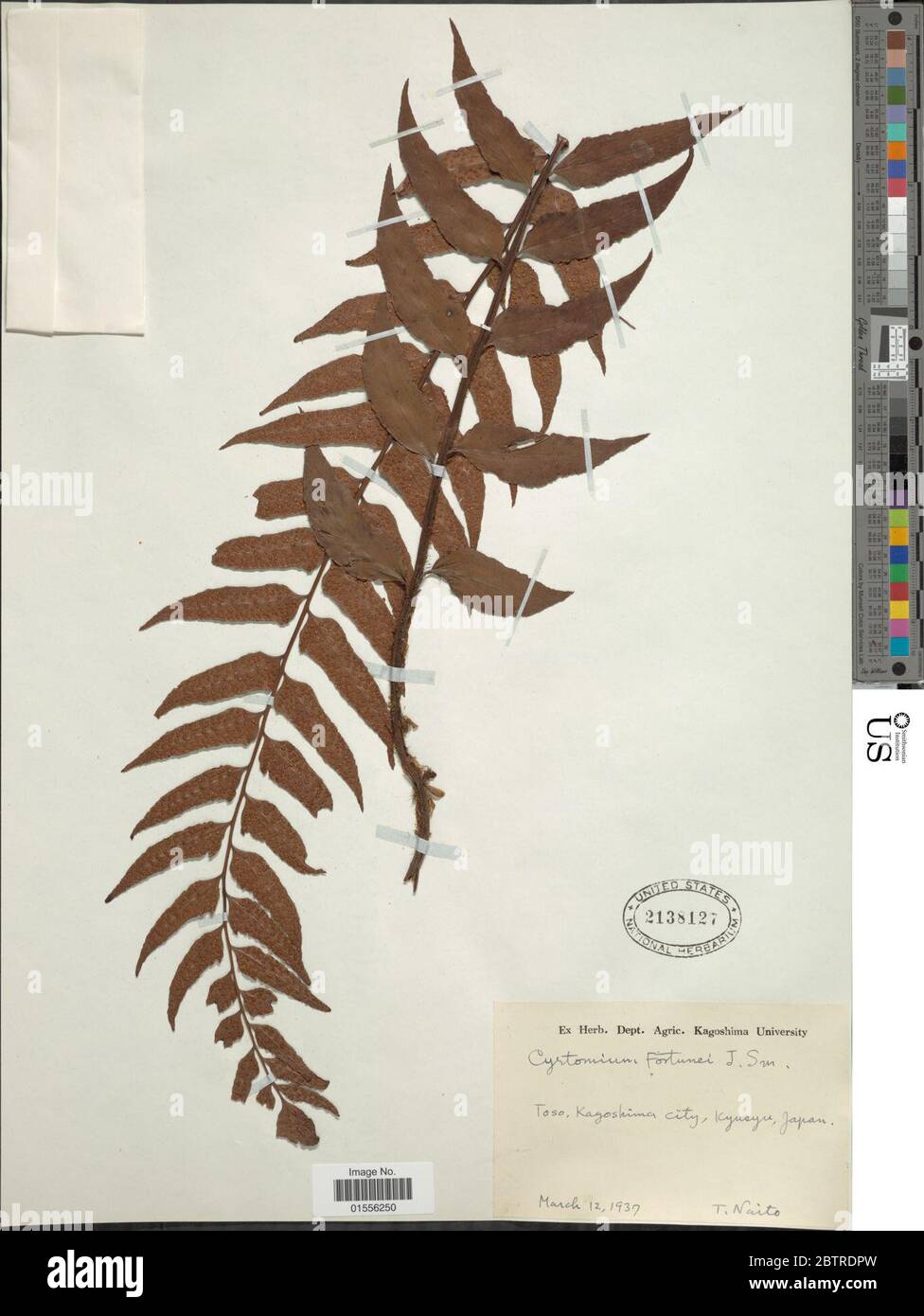 Cyrtomium fortunei hi-res stock photography and images - Alamy