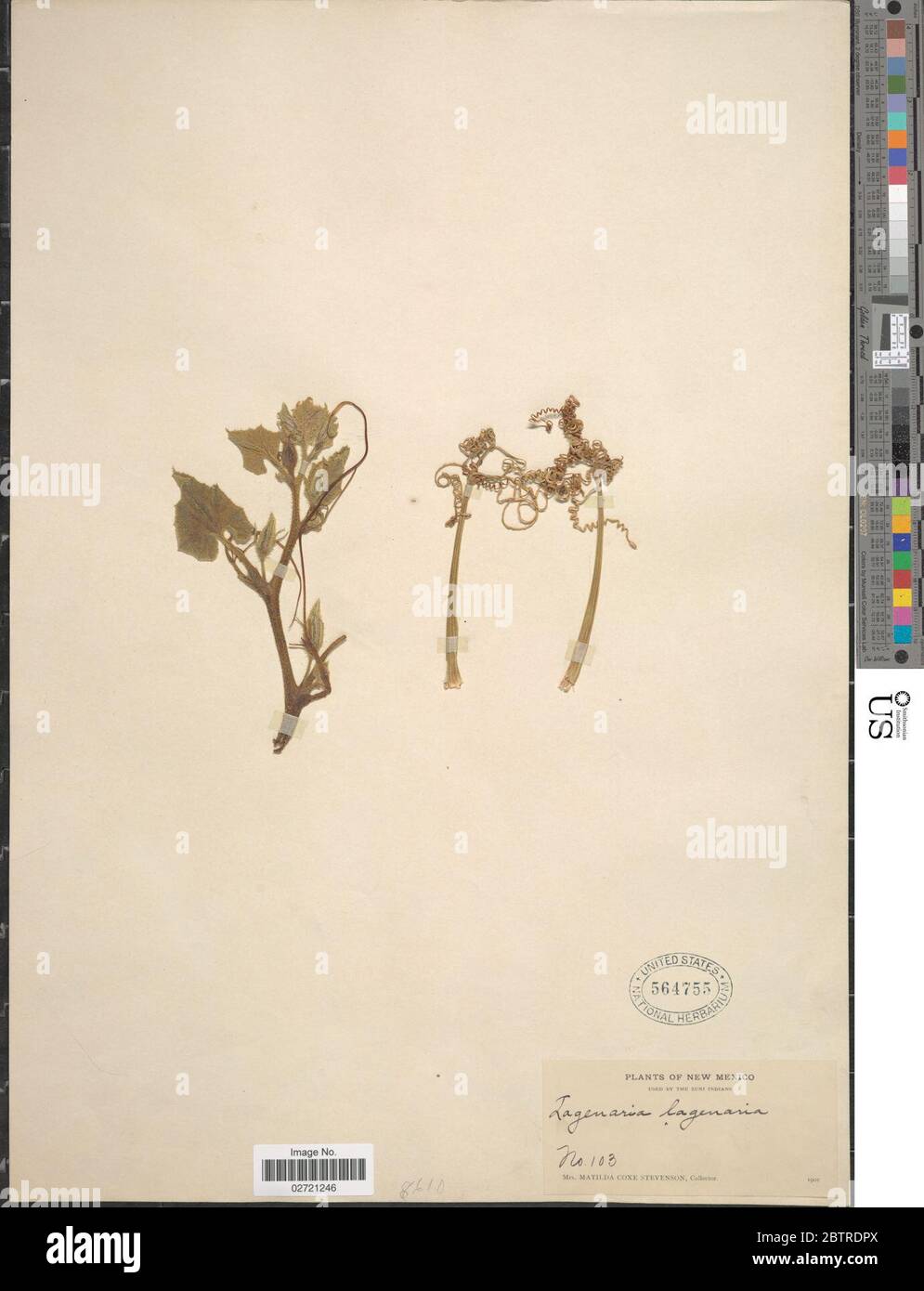 Cucurbita sp hi-res stock photography and images - Alamy