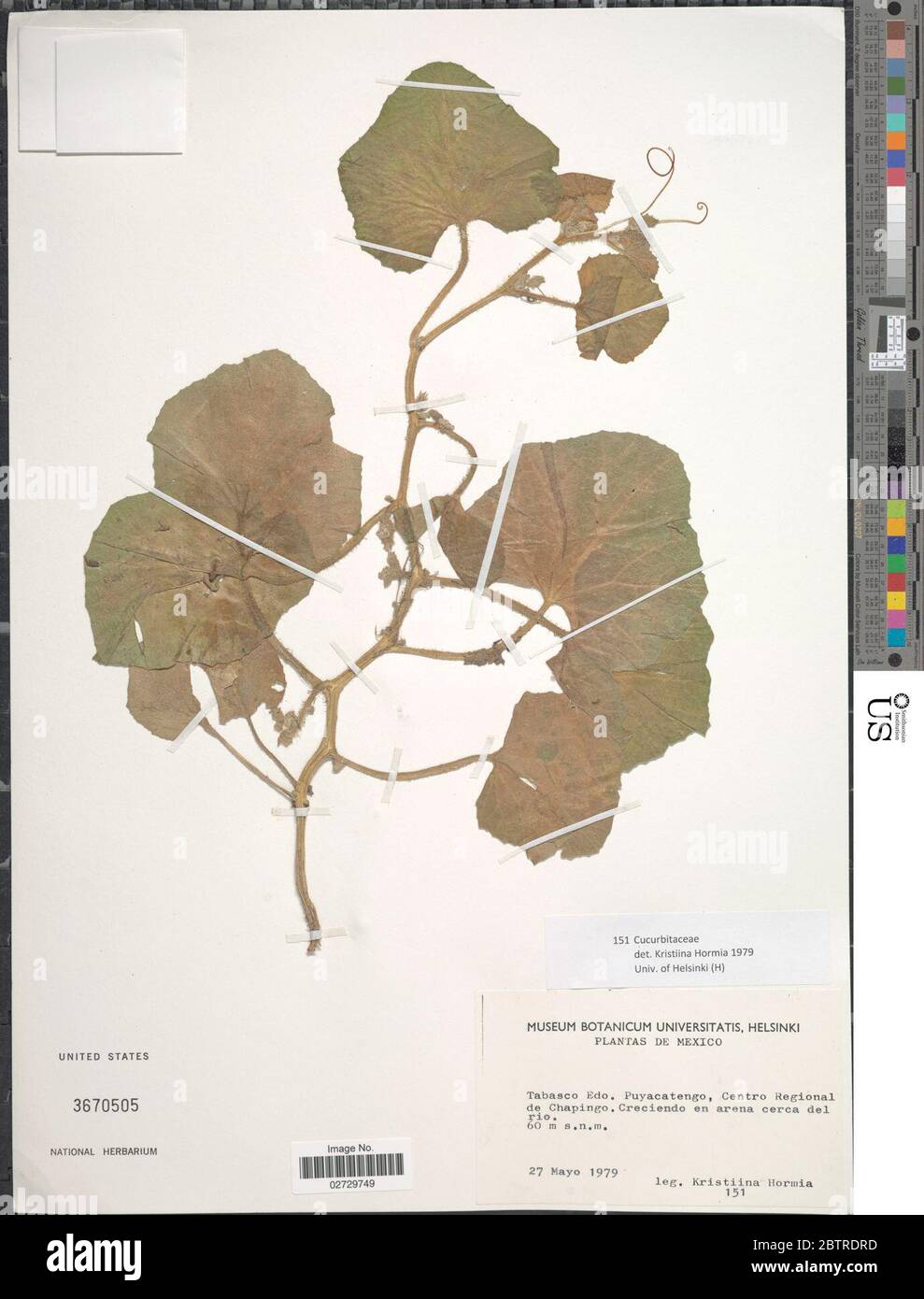 Melo family hi-res stock photography and images - Alamy