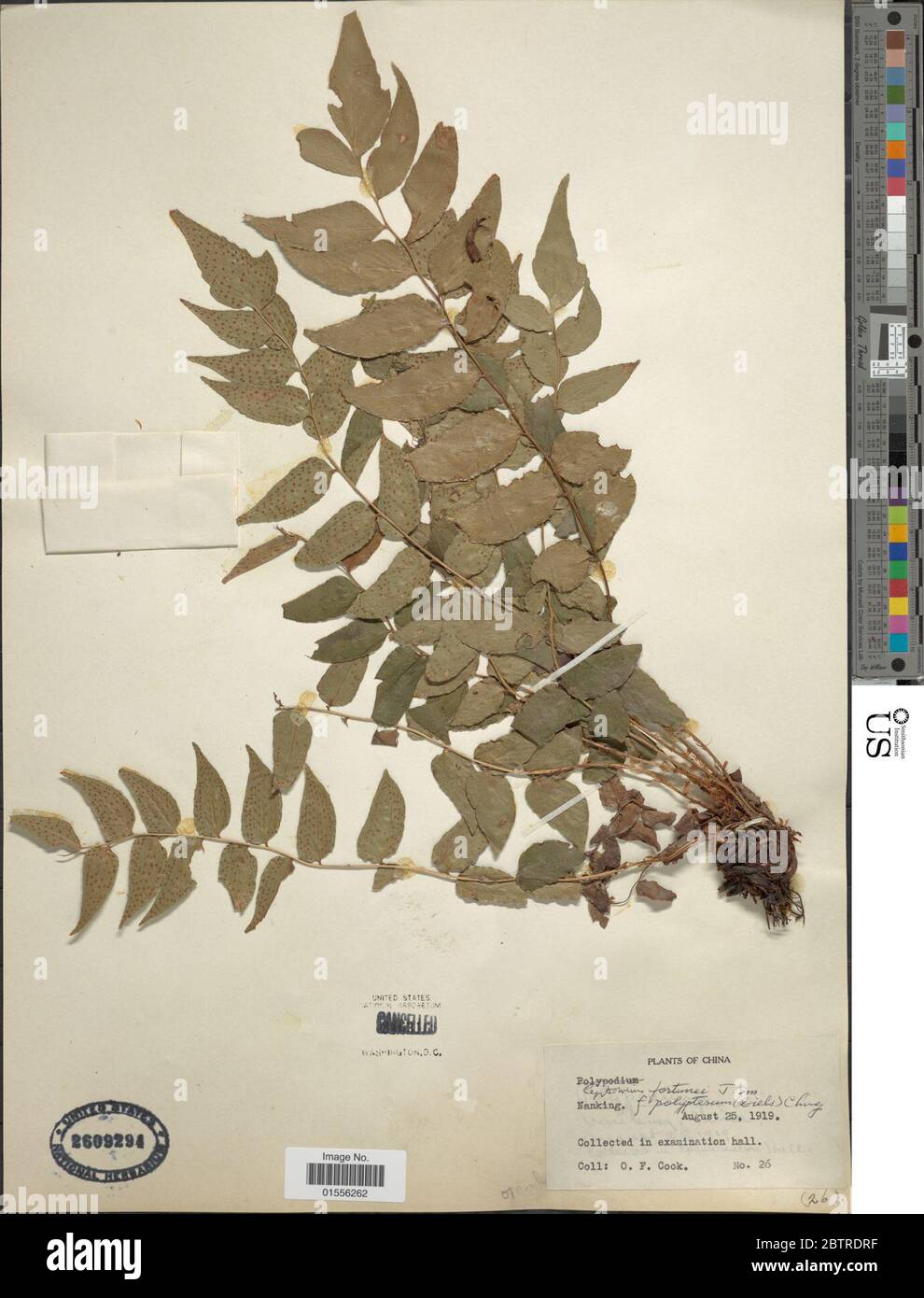 Cyrtomium fortunei hi-res stock photography and images - Alamy