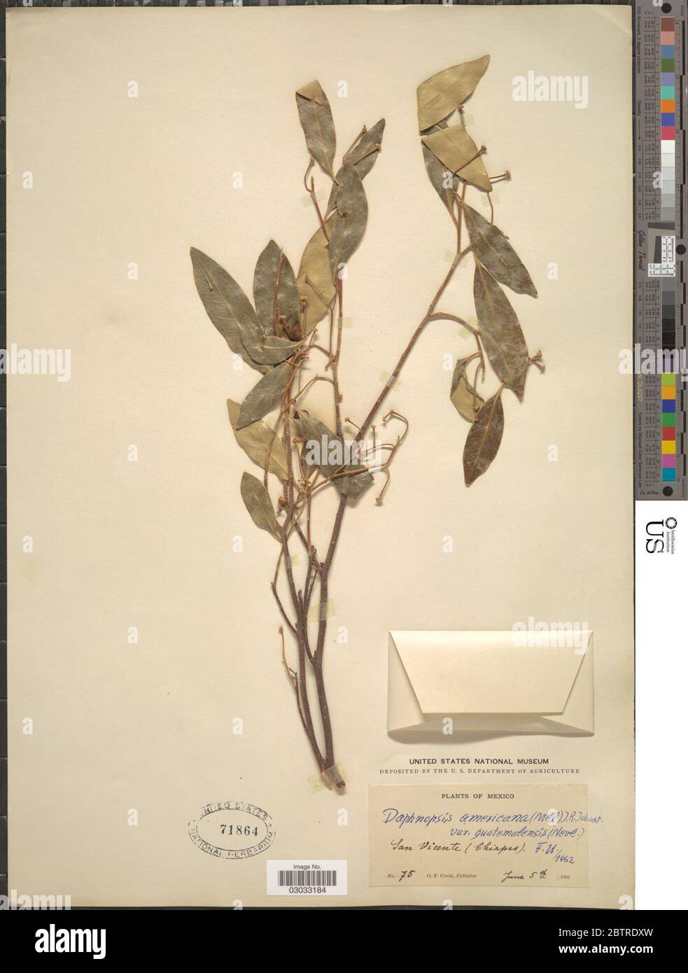 Daphnopsis americana subsp guatemalensis Nevling Stock Photo - Alamy