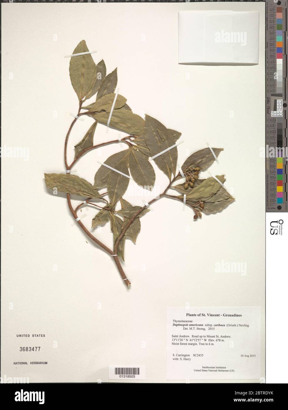 Daphnopsis americana subsp caribaea Griseb Nevling Stock Photo - Alamy
