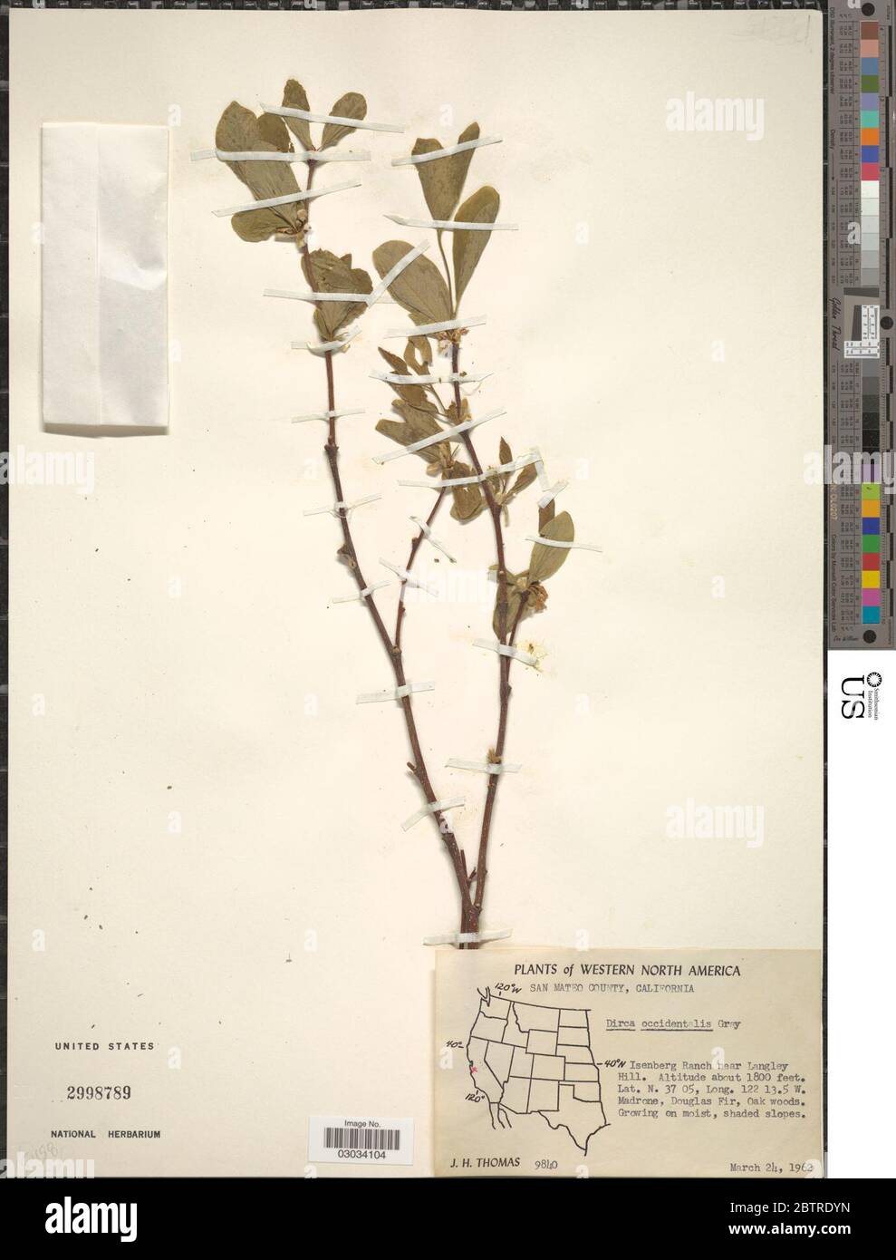 Dirca hi-res stock photography and images - Alamy