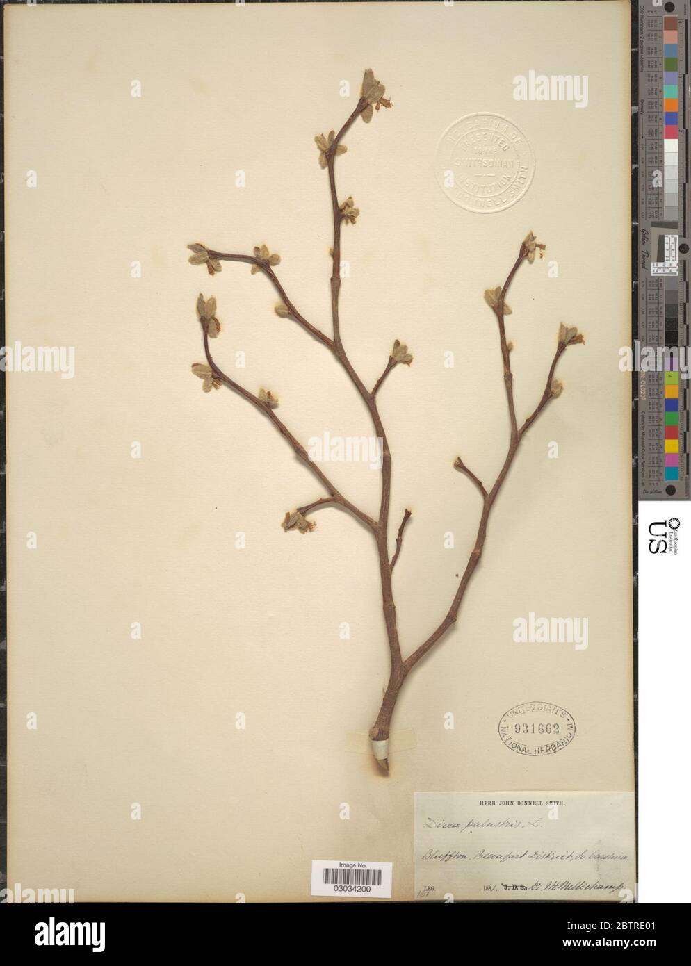 Dirca palustris hi-res stock photography and images - Alamy