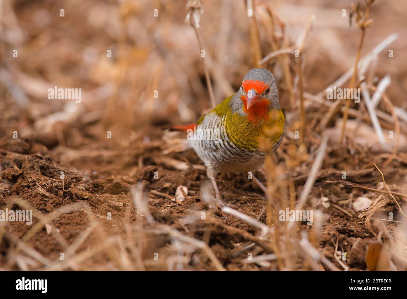Red winged pytilia hi-res stock photography and images - Alamy