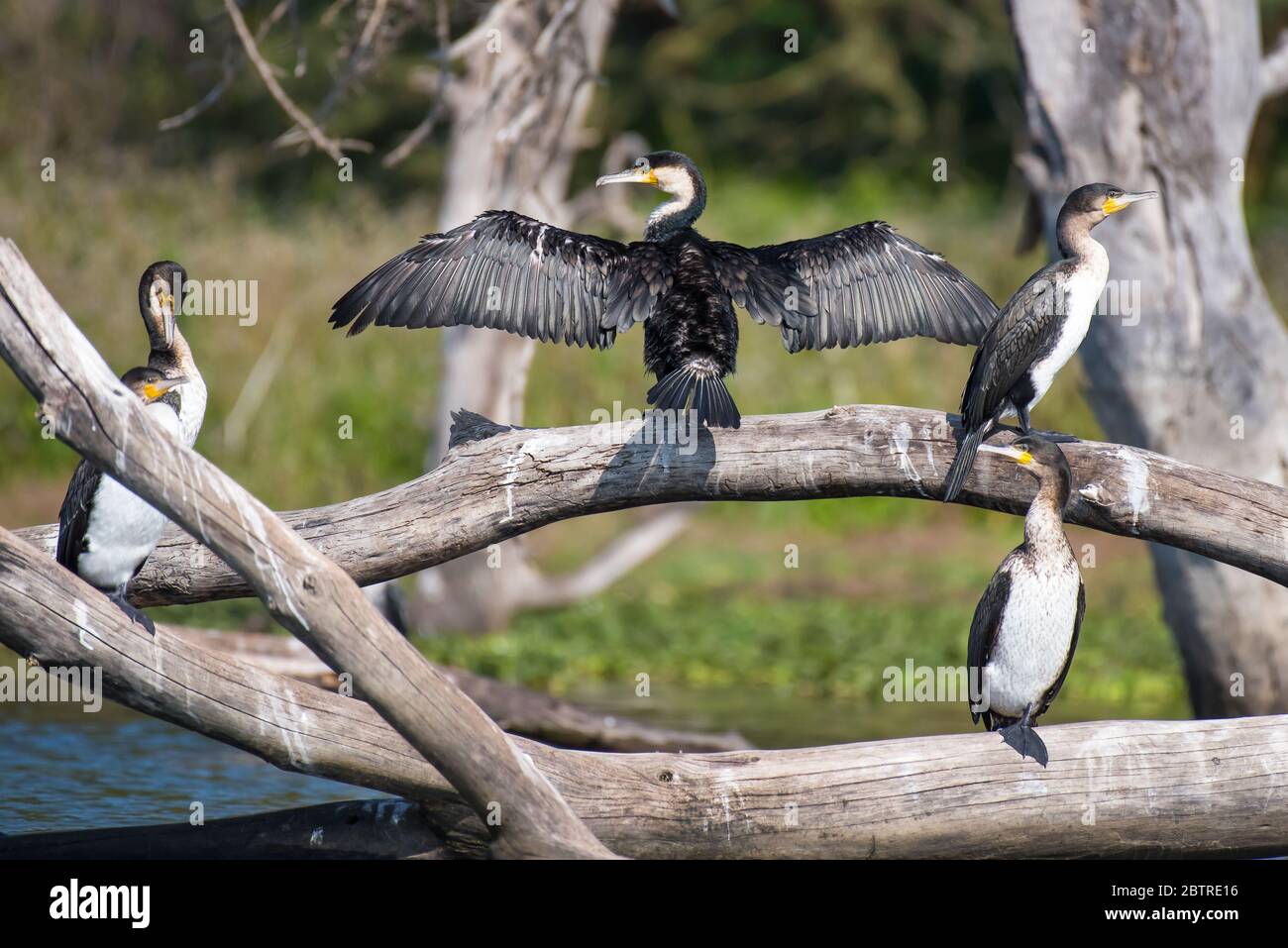 African Reed Cormorant and White breasted CormorantFrom Lake Naivasha ...