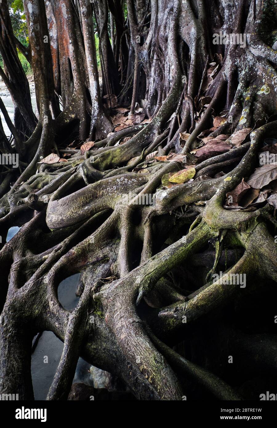 Tree roots from the forest Stock Photo - Alamy