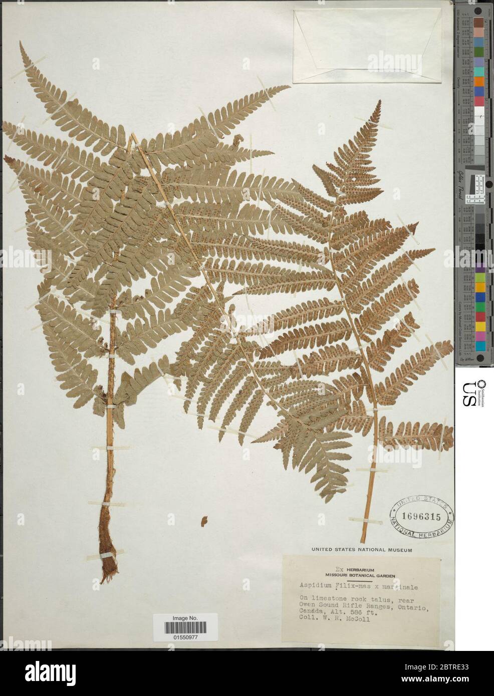 Dryopteris Marginalis High Resolution Stock Photography and Images - Alamy