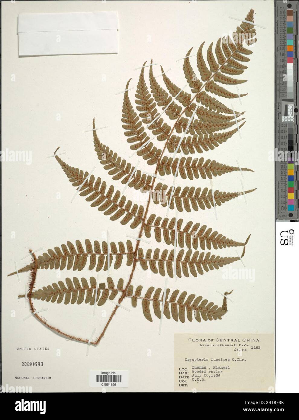 Fuscipes hi-res stock photography and images - Alamy