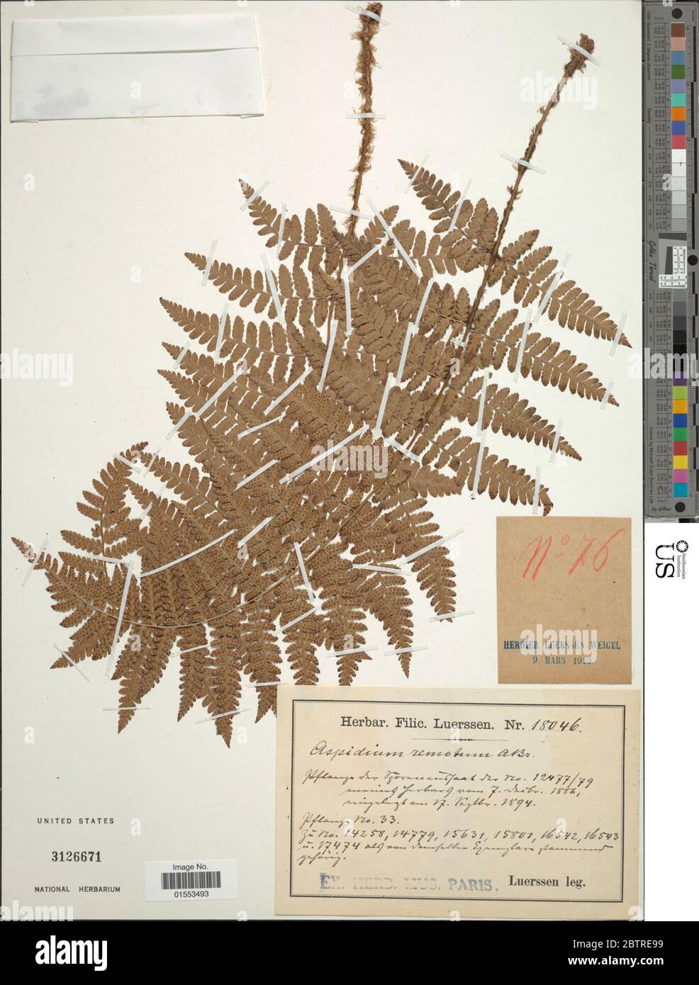 Dryopteris remota hi-res stock photography and images - Alamy