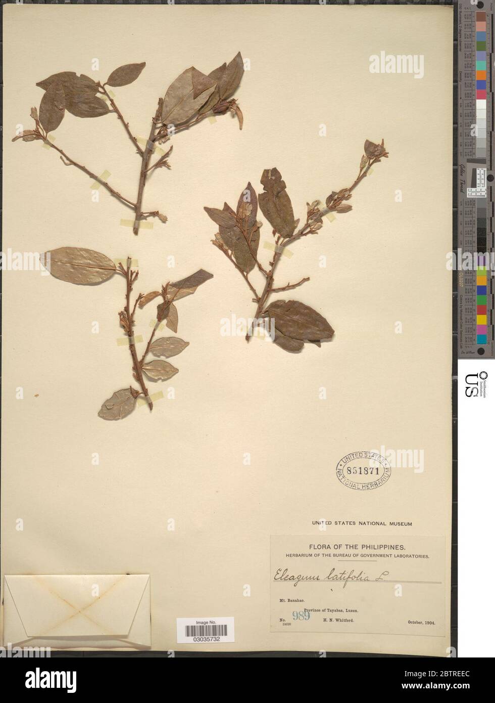 Elaeagnus triflora hi-res stock photography and images - Alamy
