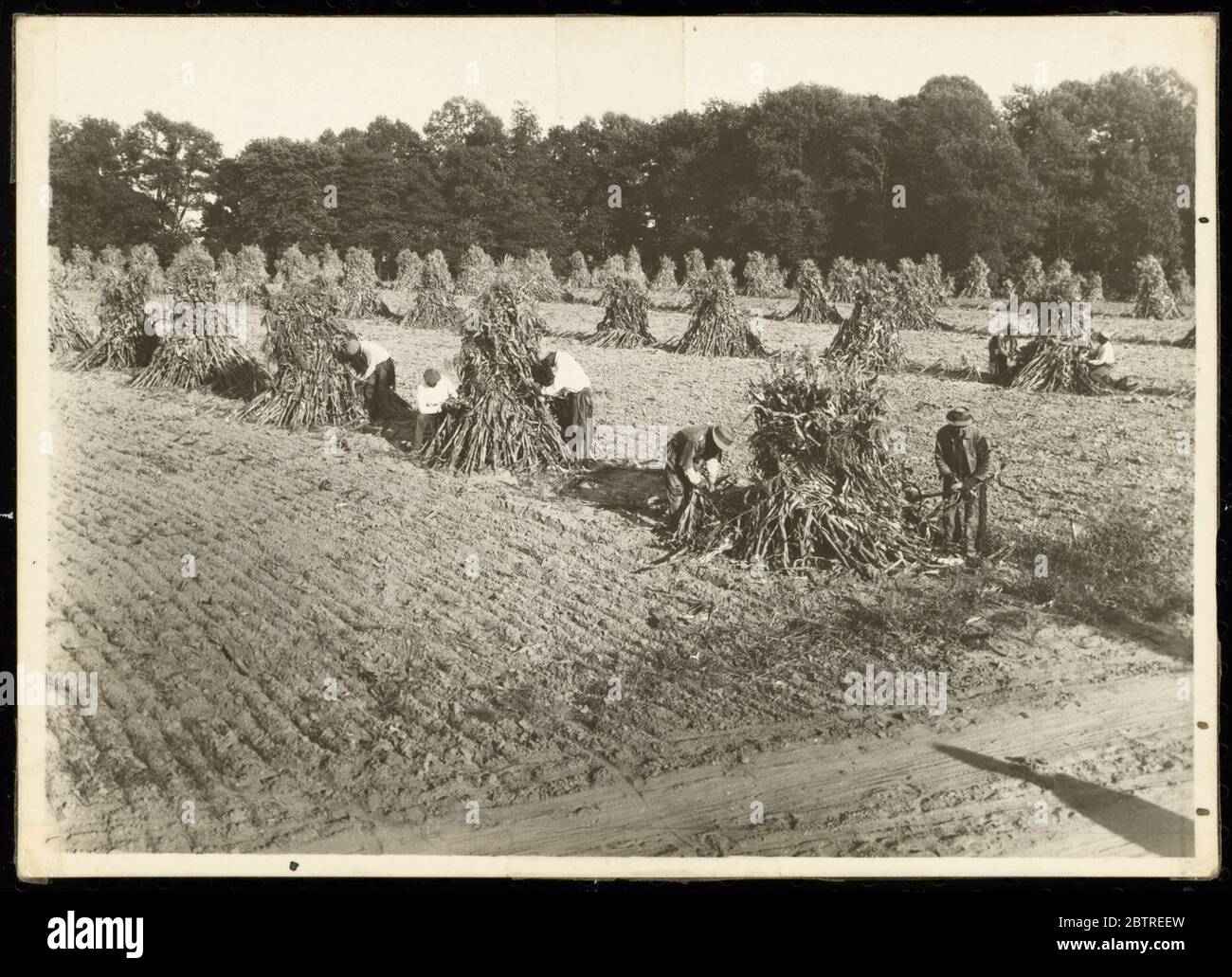 Corn shocks hi-res stock photography and images - Alamy
