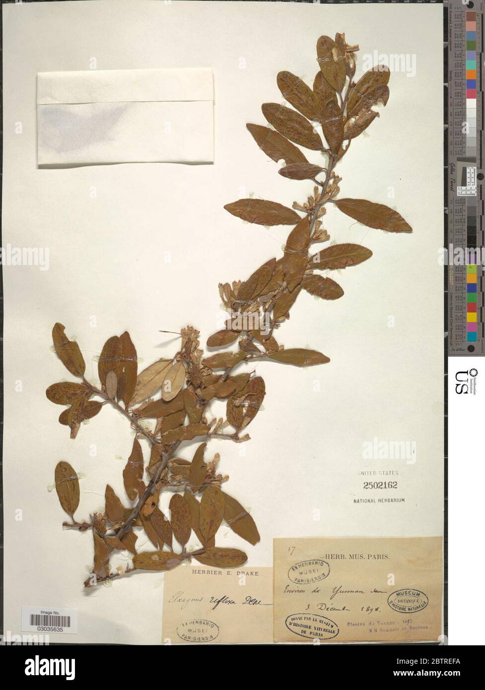 Elaeagnus x reflexa Morren Decne Stock Photo - Alamy