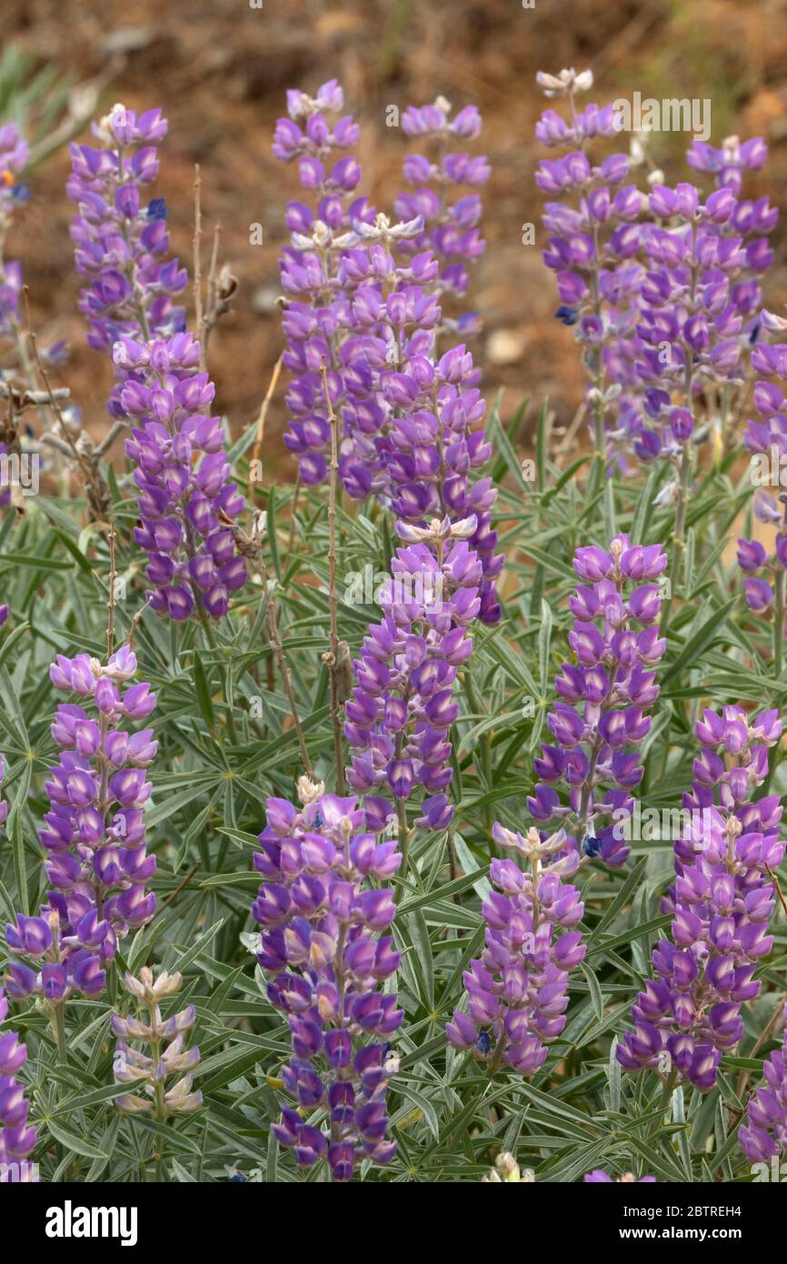 Brownlee reservoir hi-res stock photography and images - Alamy