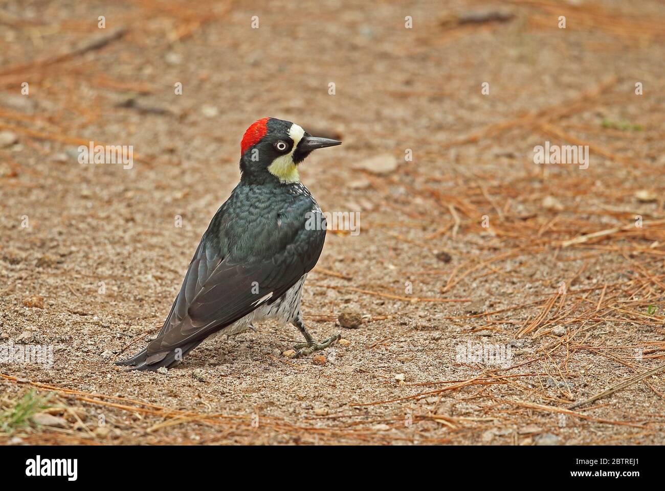 Acorn woodpecker female with acorn hi-res stock photography and images ...