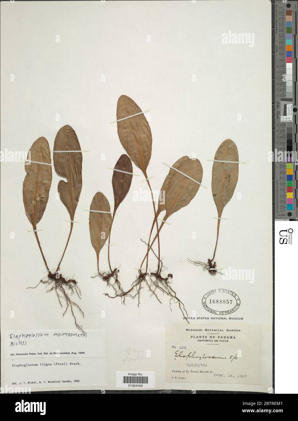 Pinnate green leaves hi-res stock photography and images - Alamy