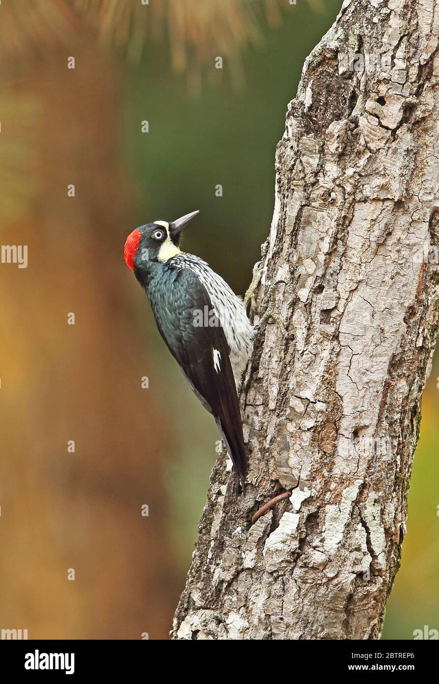 Honduras national tree hi-res stock photography and images - Alamy