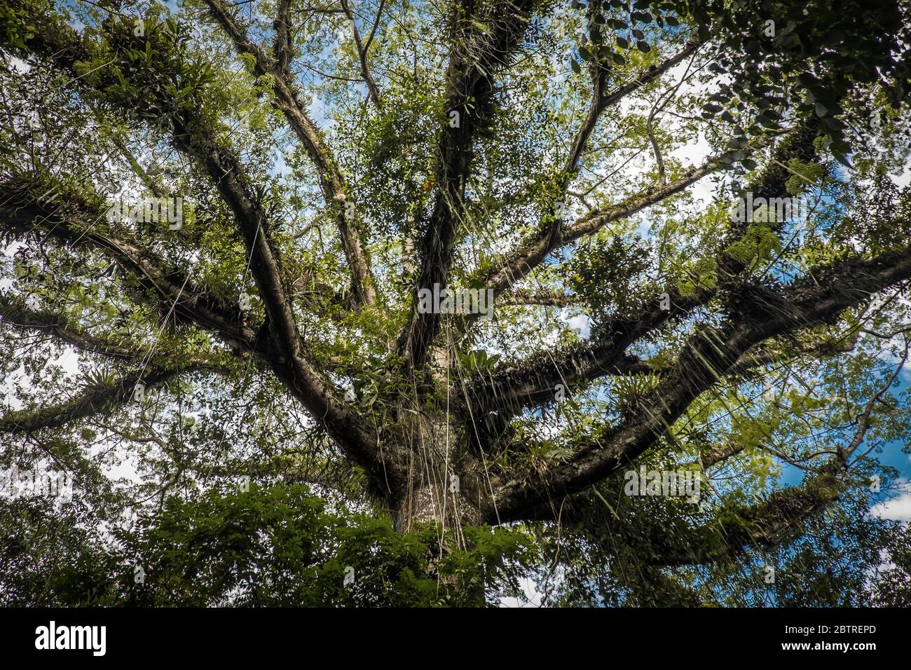 Big tree branches hi-res stock photography and images - Alamy