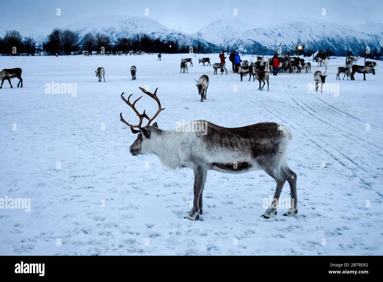 Beautiful wild reindeer in traditional Sami camp in northern Norway ...