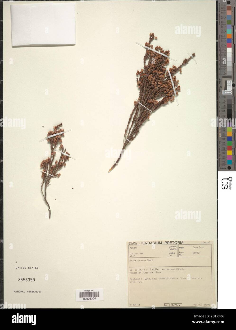 Erica formosa Thunb Stock Photo - Alamy