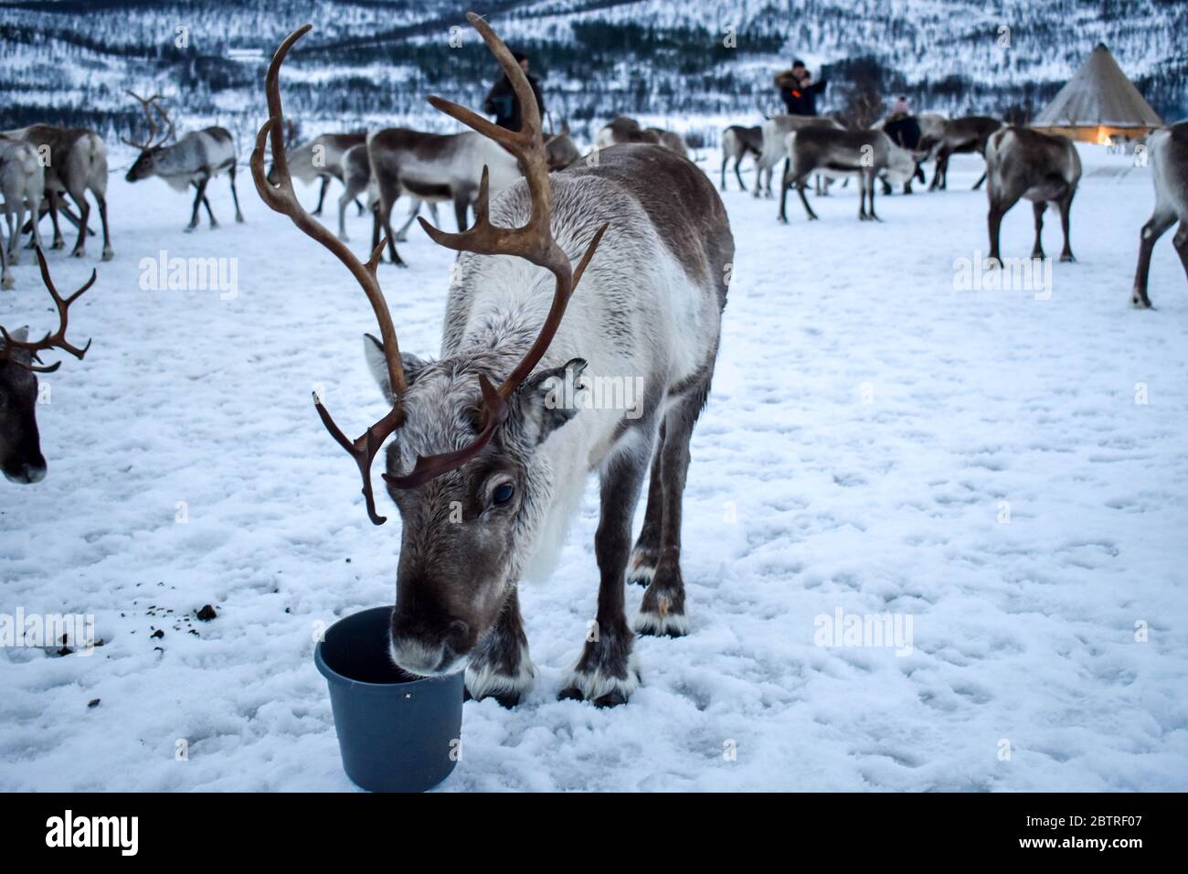 Traditional sami camp reindeer hi-res stock photography and images - Alamy