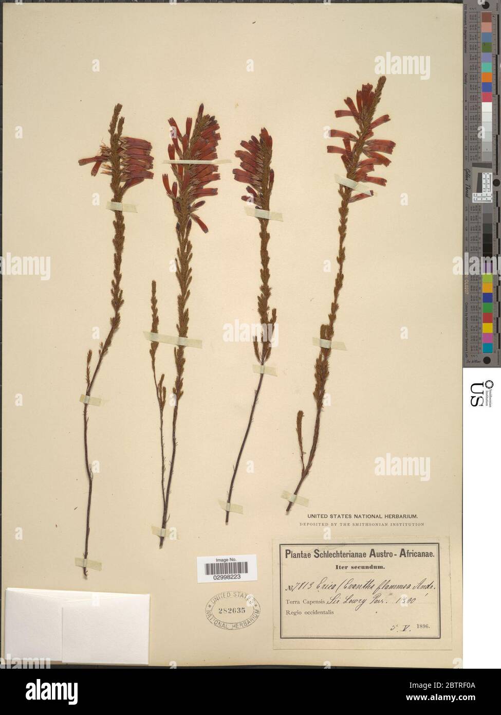 Flammea hi-res stock photography and images - Alamy