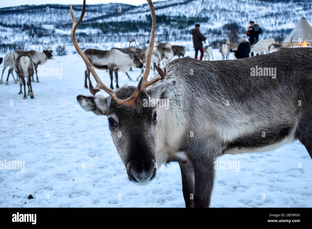 Beautiful wild reindeer in traditional Sami camp in northern Norway ...