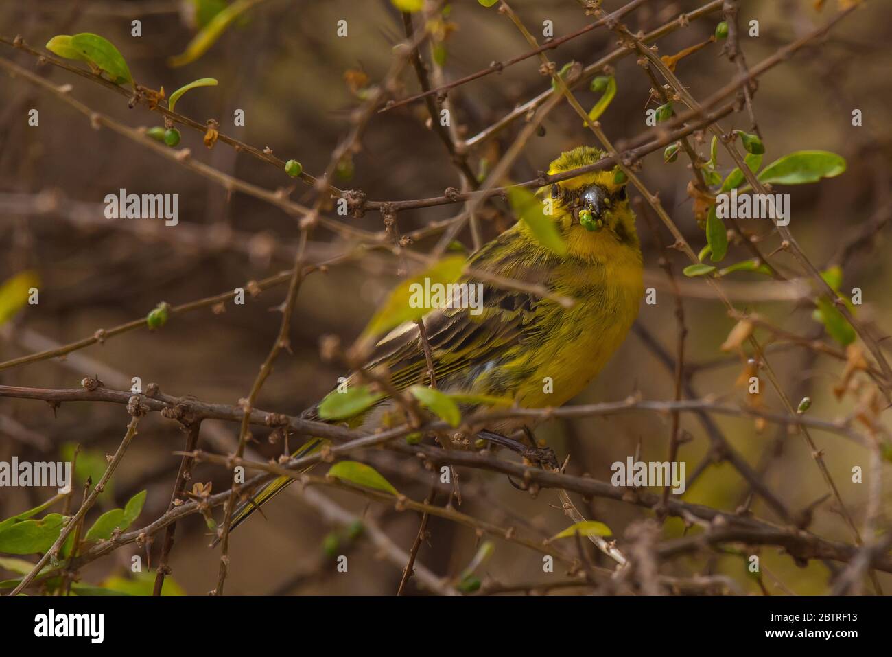 African Yellow Weaver from Kenya Stock Photo - Alamy