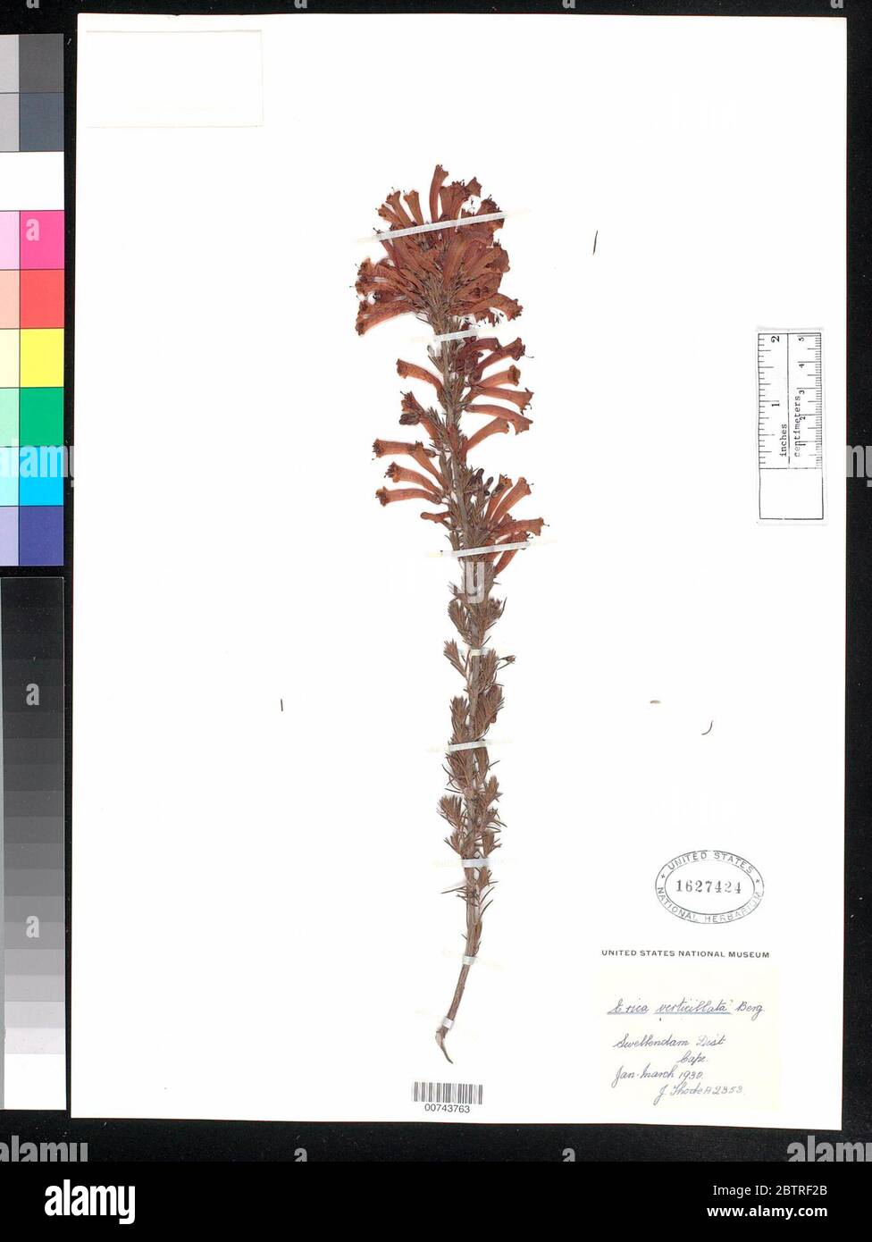 Erica verticillata hi-res stock photography and images - Alamy